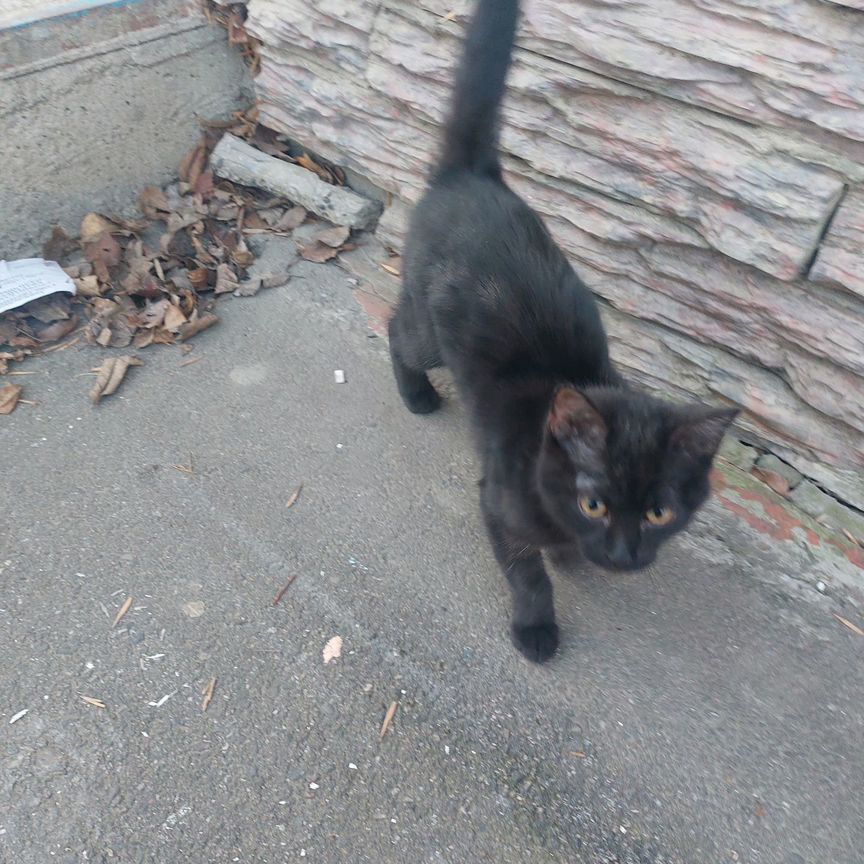 Маленькое черненькое счастье