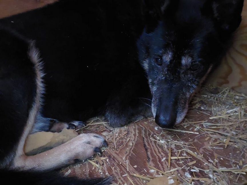 Старый пес забытый всеми в приюте