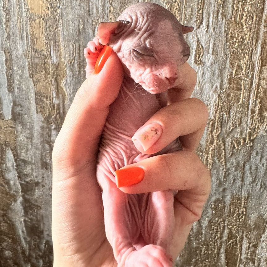 Канадский сфинкс котёнок