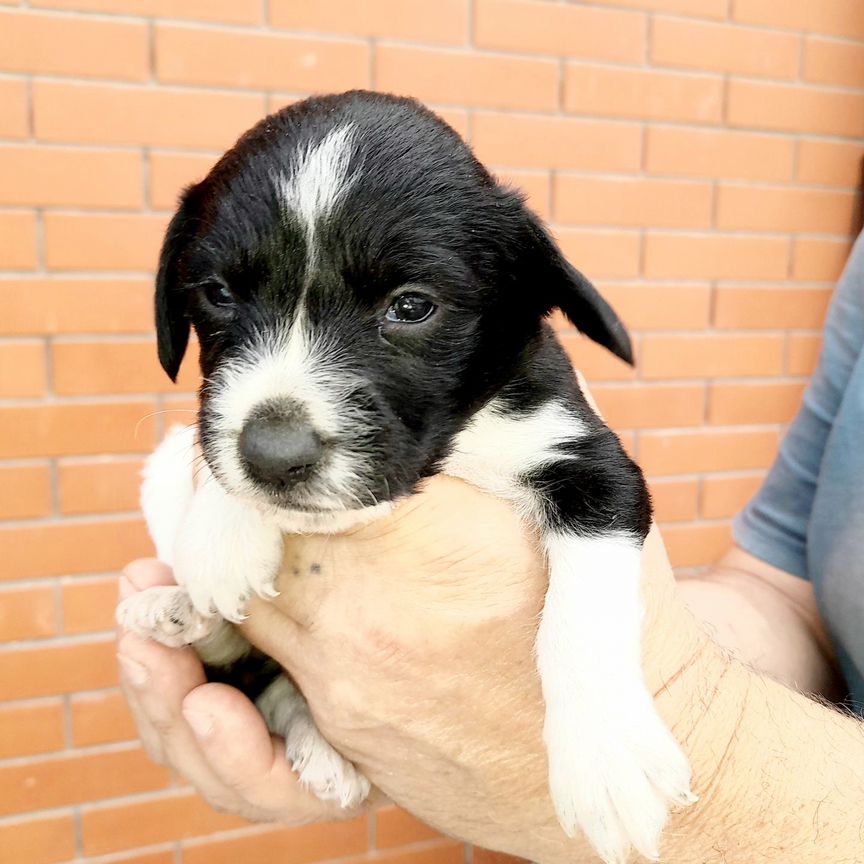 Отдам в добрые руки щенков дворовой собачки