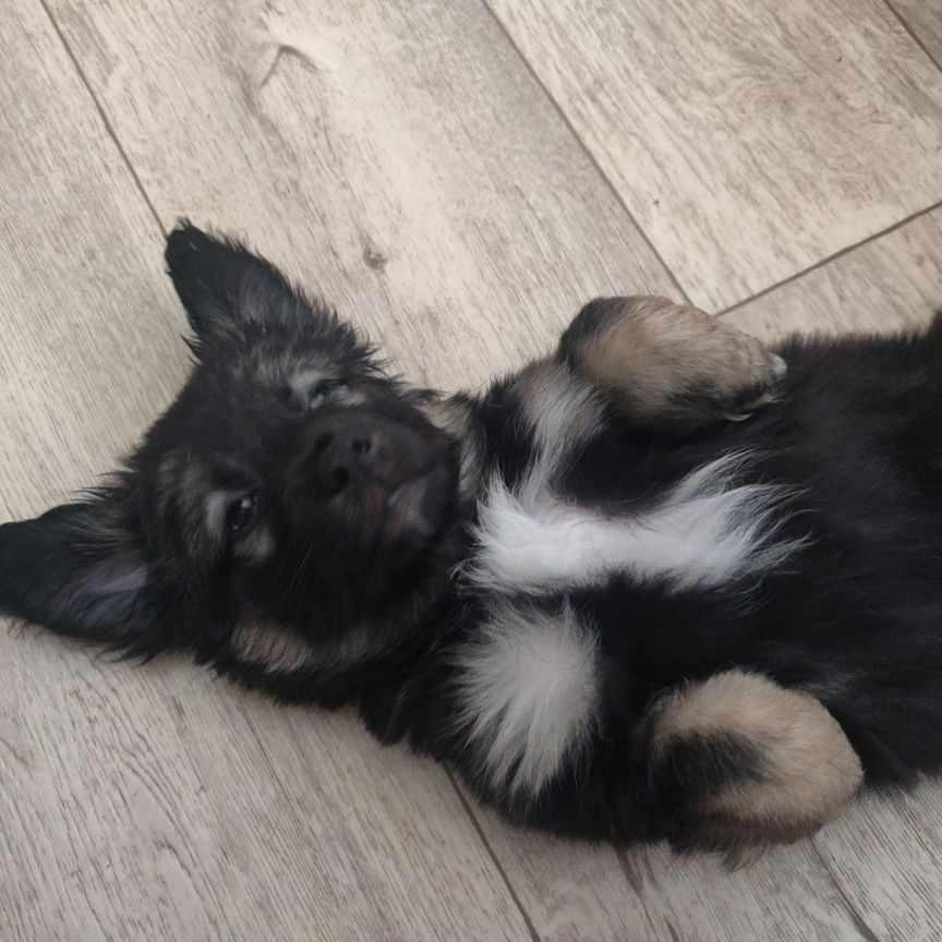 Щенок в добрые руки