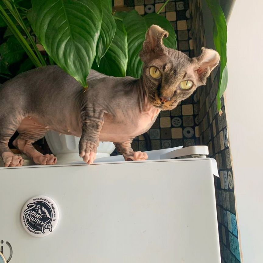 Канадских сфинкс девочка