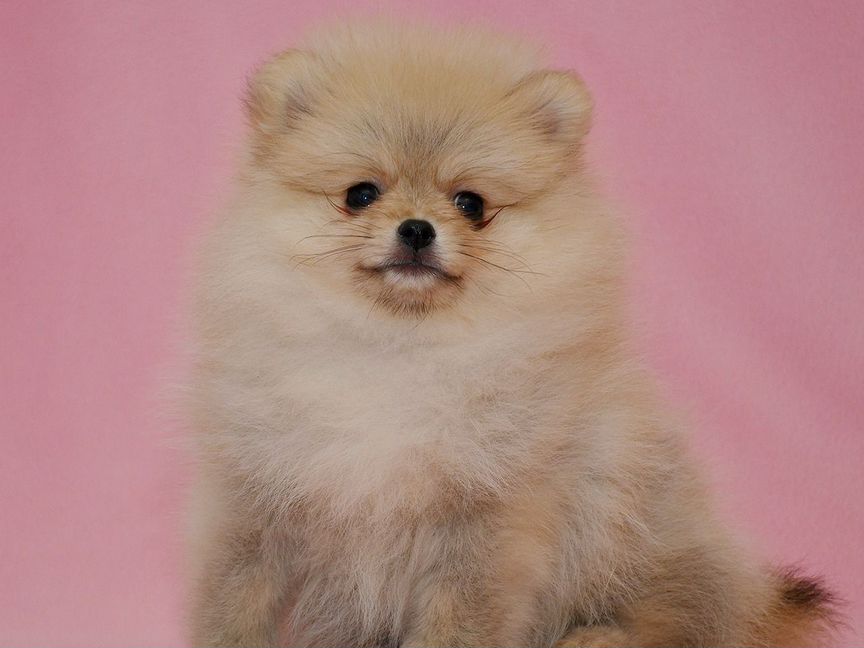 Померанский шпиц медвежьего типа