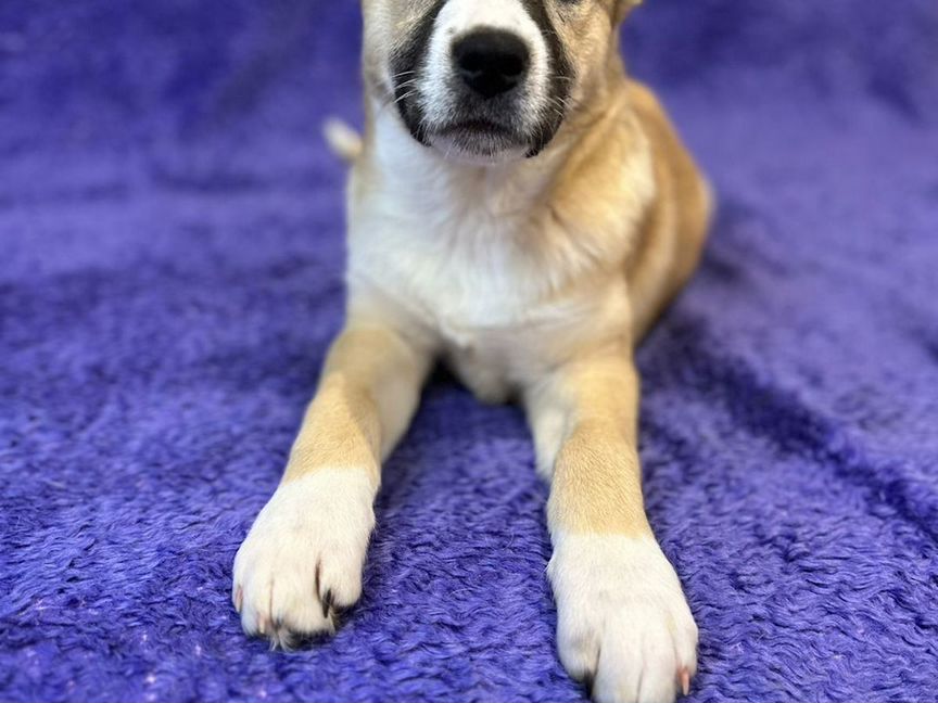 Отдам в добрые руки