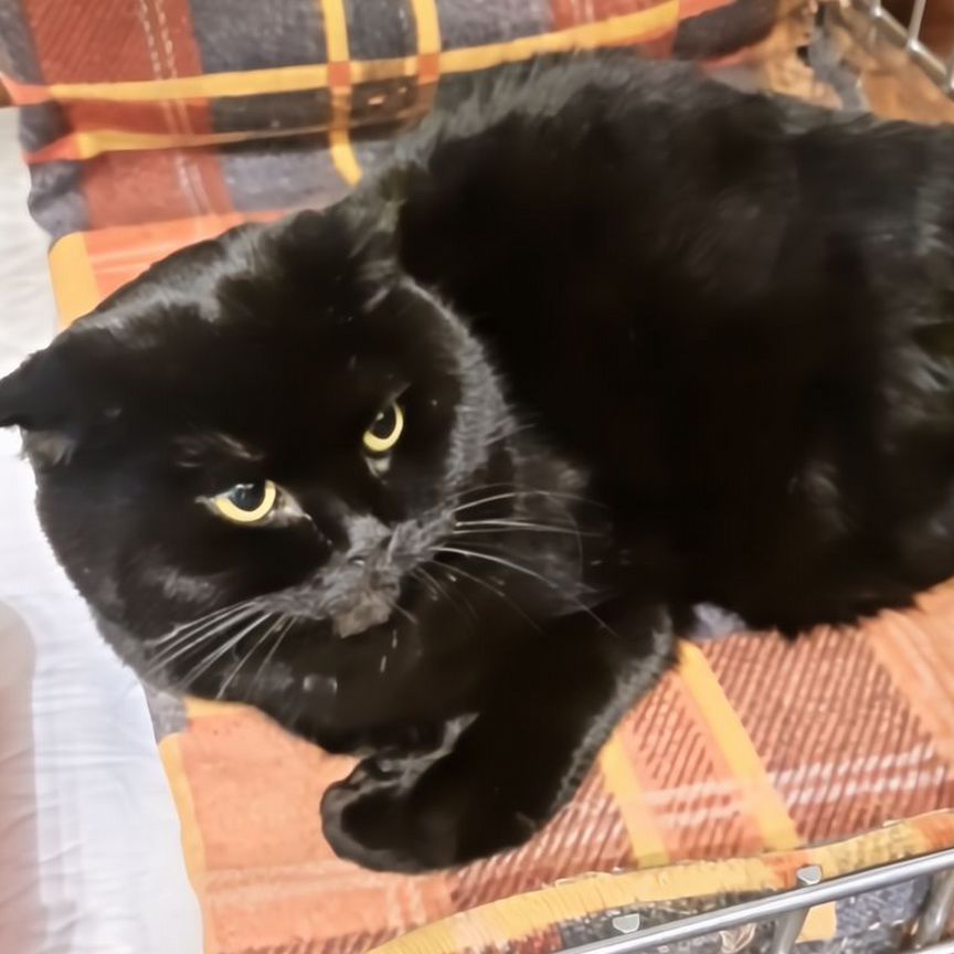 Шотландская вислоухая короткошёрстная, взрослая кошка