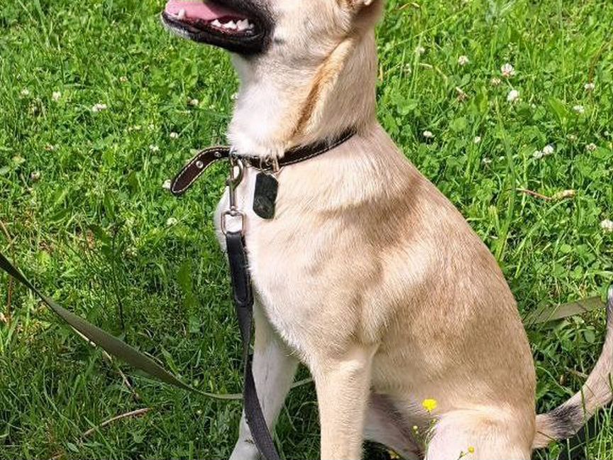 Собака в добрые руки