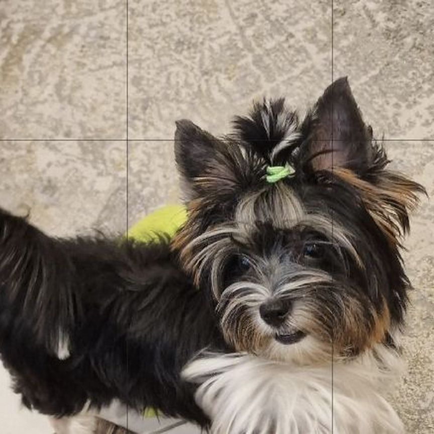 Йокширский терьер