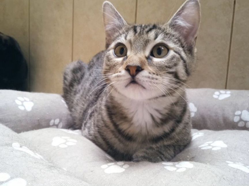 Котенок ищет дом. Шошик ждёт мам/пап в приюте