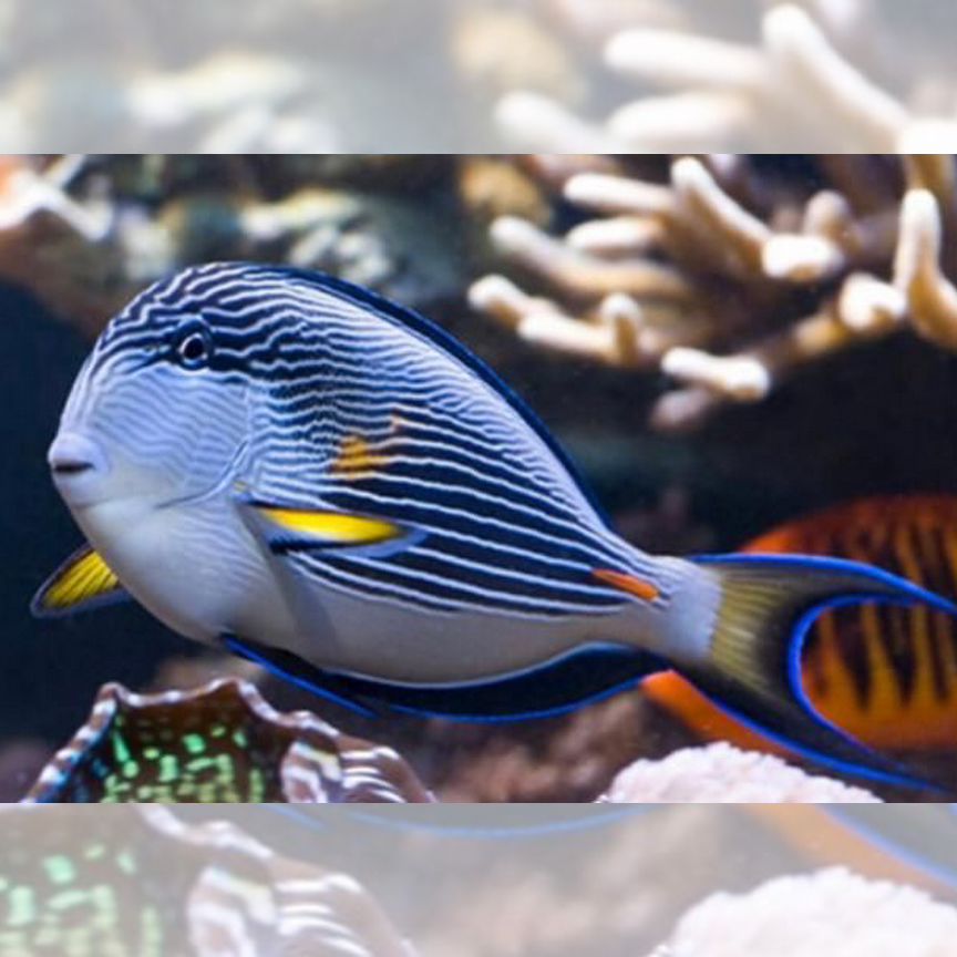 Сохал, Арабский хирург (Acanthurus sohal)