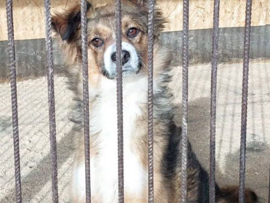 Собака, которую предали