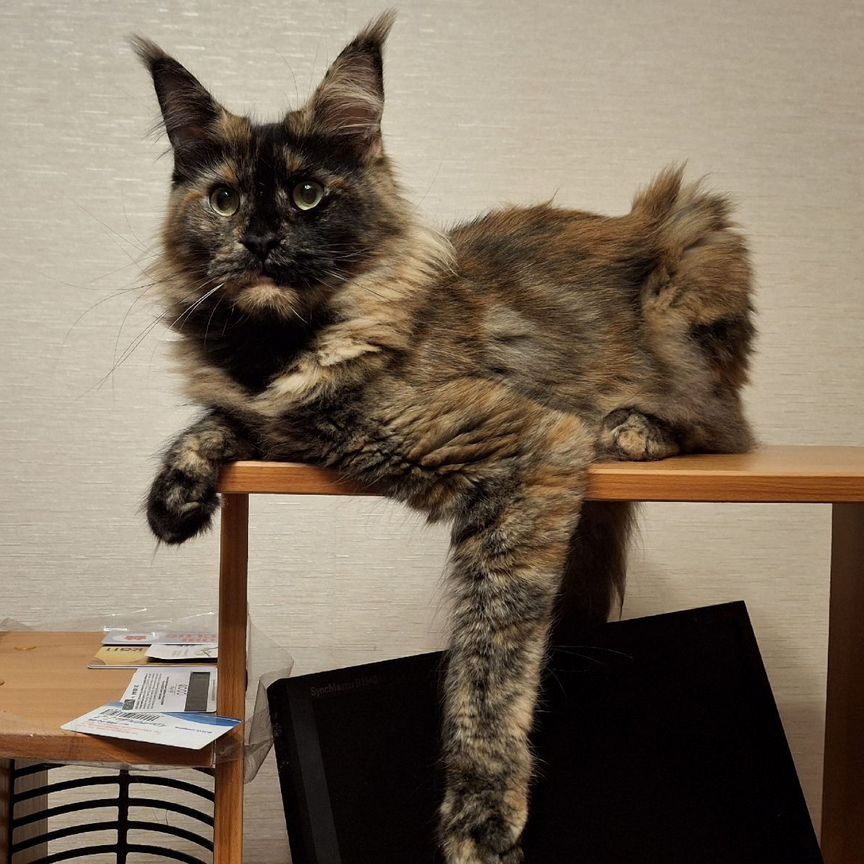 Мейн-кун, взрослая кошка