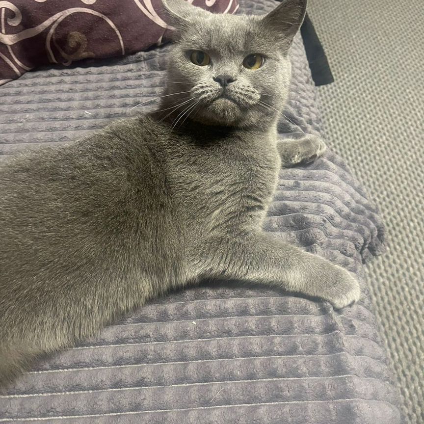 Вязка британской кошки