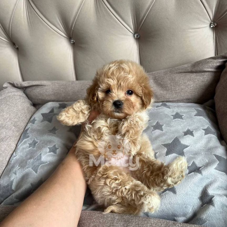 Мальтипу f1 мини мальчик