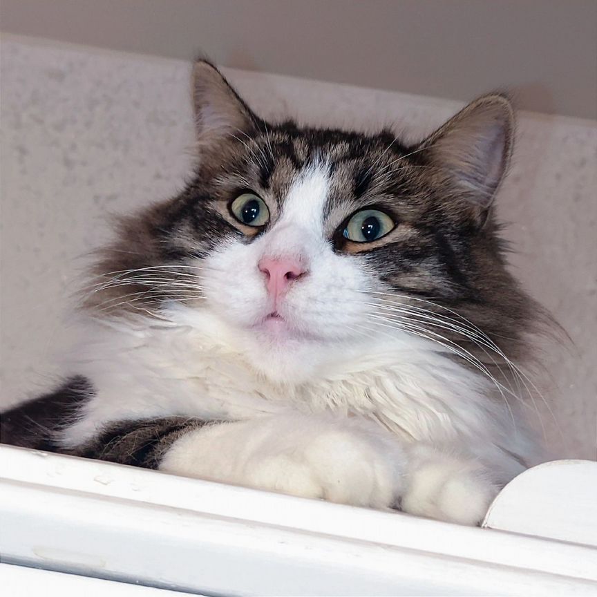 Котята в дар
