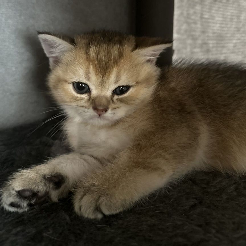 Британский короткошёрстный котёнок