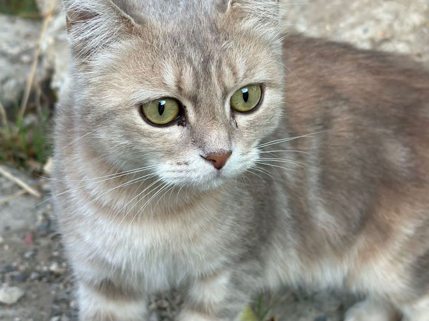 Кошка красоточка