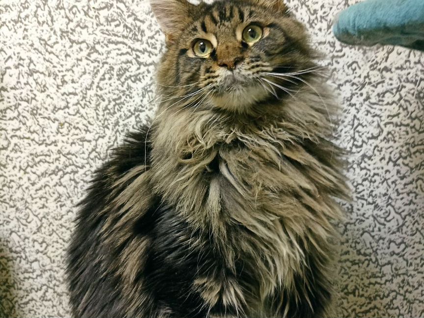 Котята мейн-кун