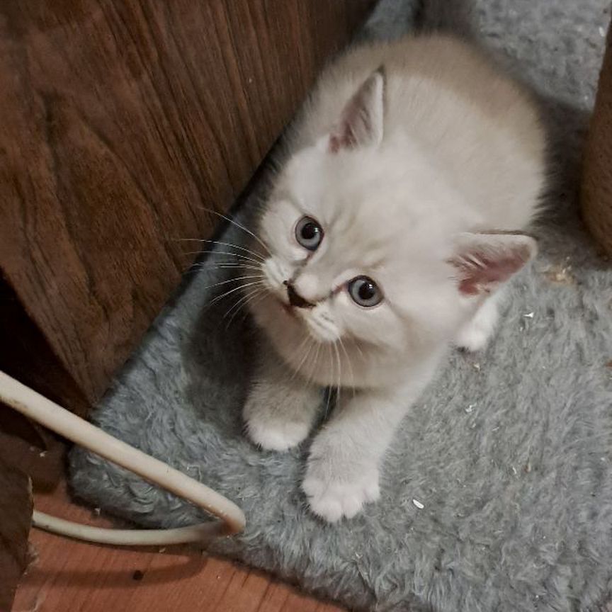 Шотландские котята