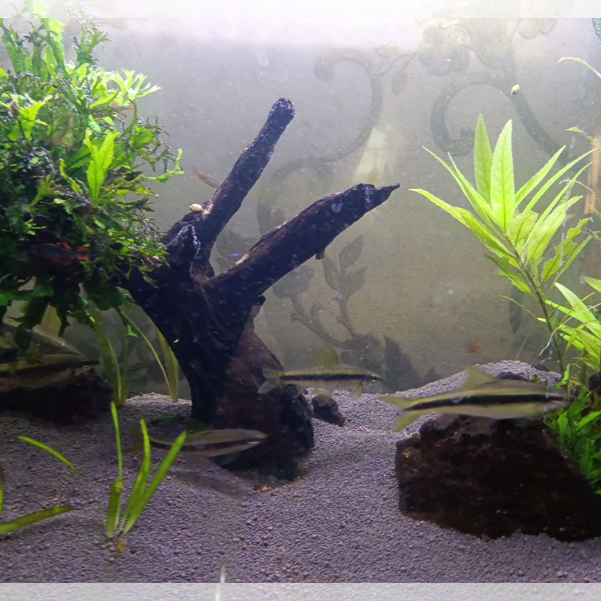 Сиамский водорослеед