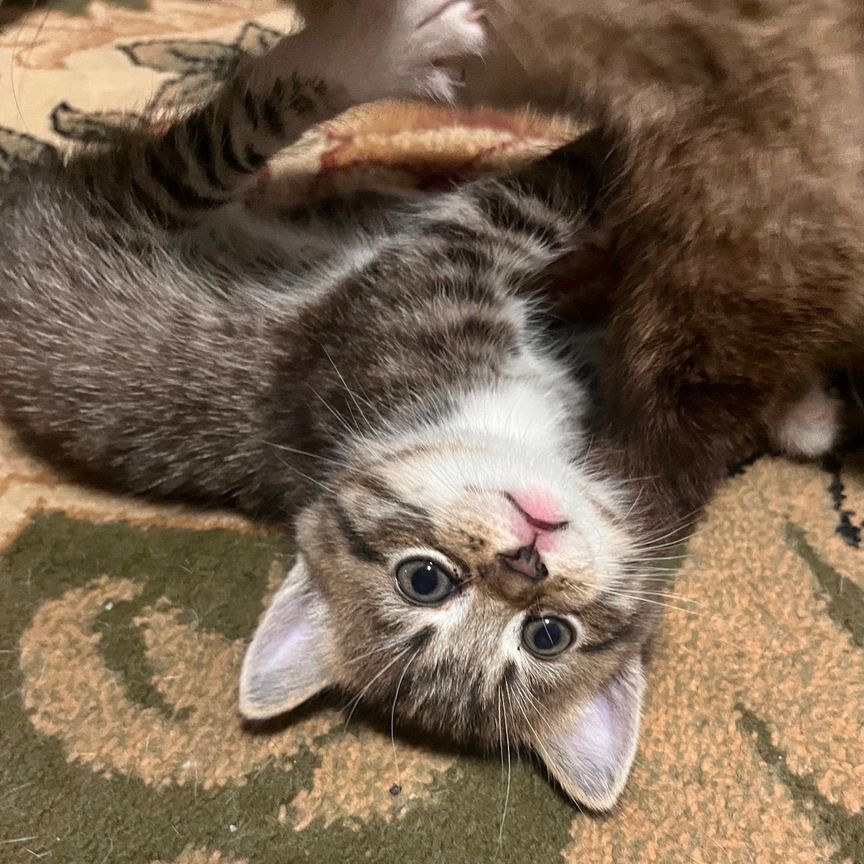 Котёнок в добрые руки
