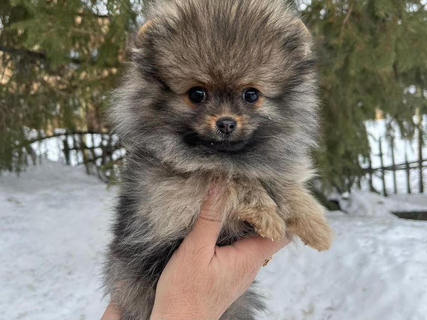 Щенки померанского шпица