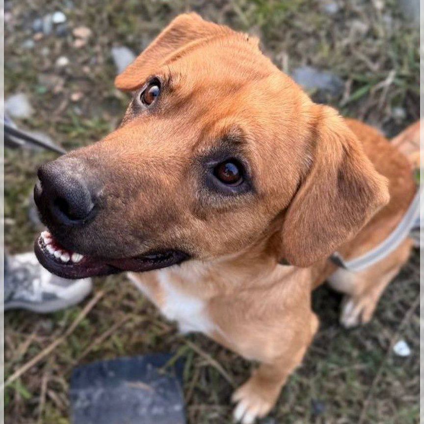 Взрослая собака в добрые руки