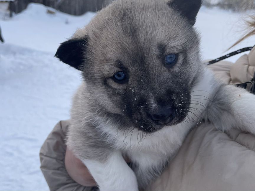 Шенки западно-сибирской лайки