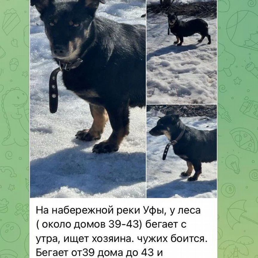 Собака
