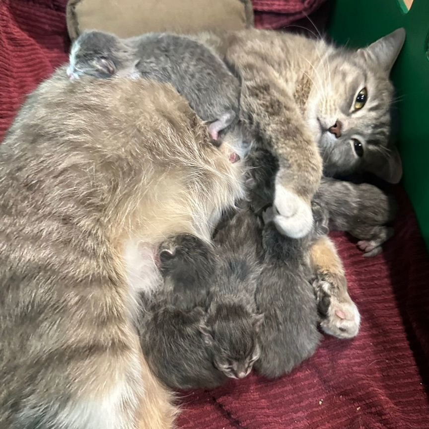 Котёнок в добрые руки