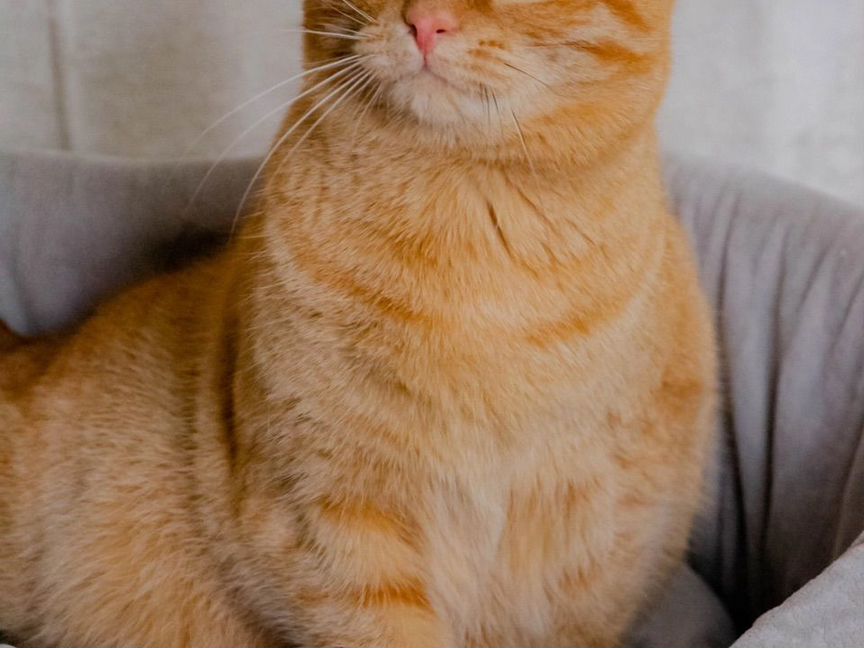 Кошка, которой нравится общаться с человеком