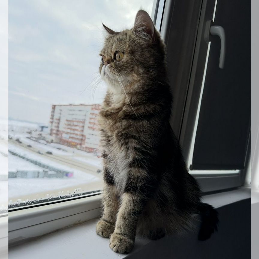 Экзотический короткошёрстный котёнок