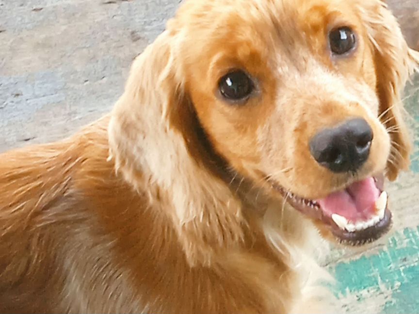 Английский кокер спаниель