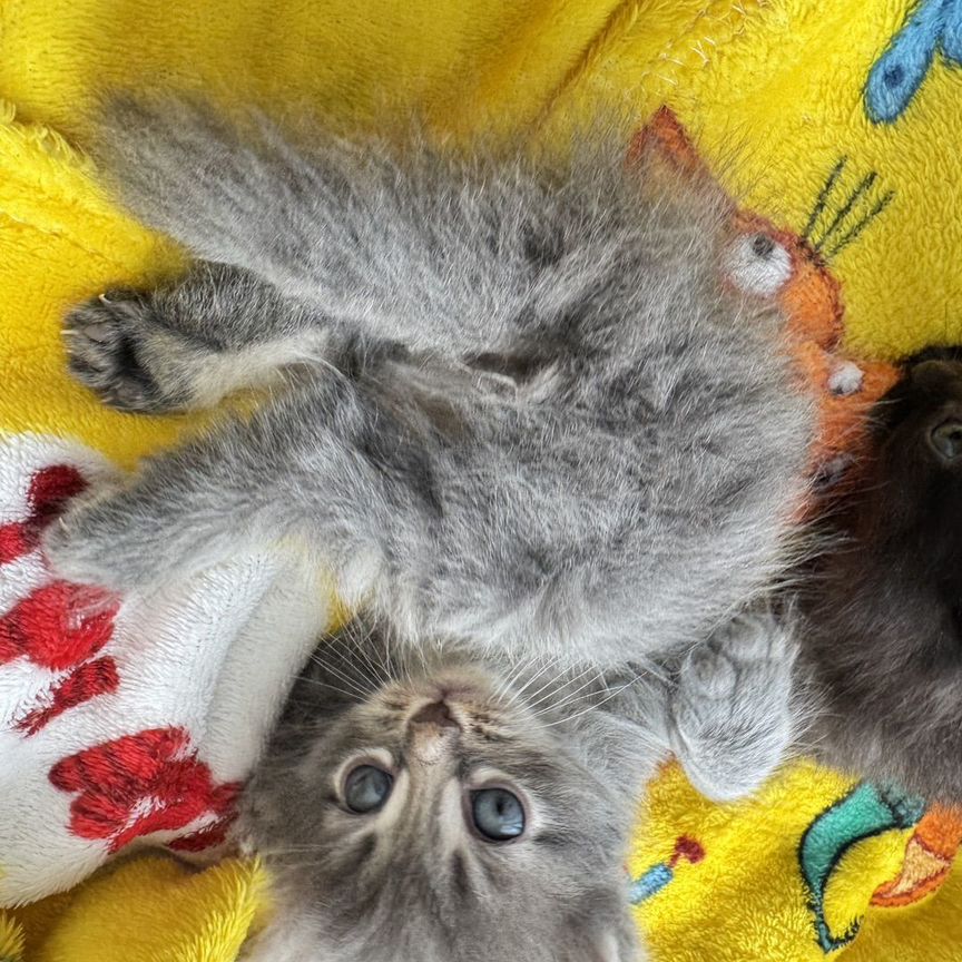 Отдам котят простых