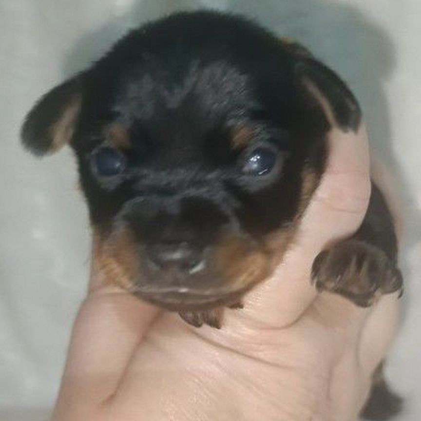 Русский той-терьер, щенок