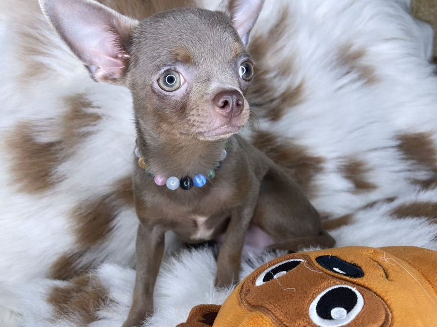 Мальчик красавчик чихуахуа