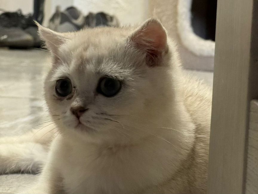 Британская