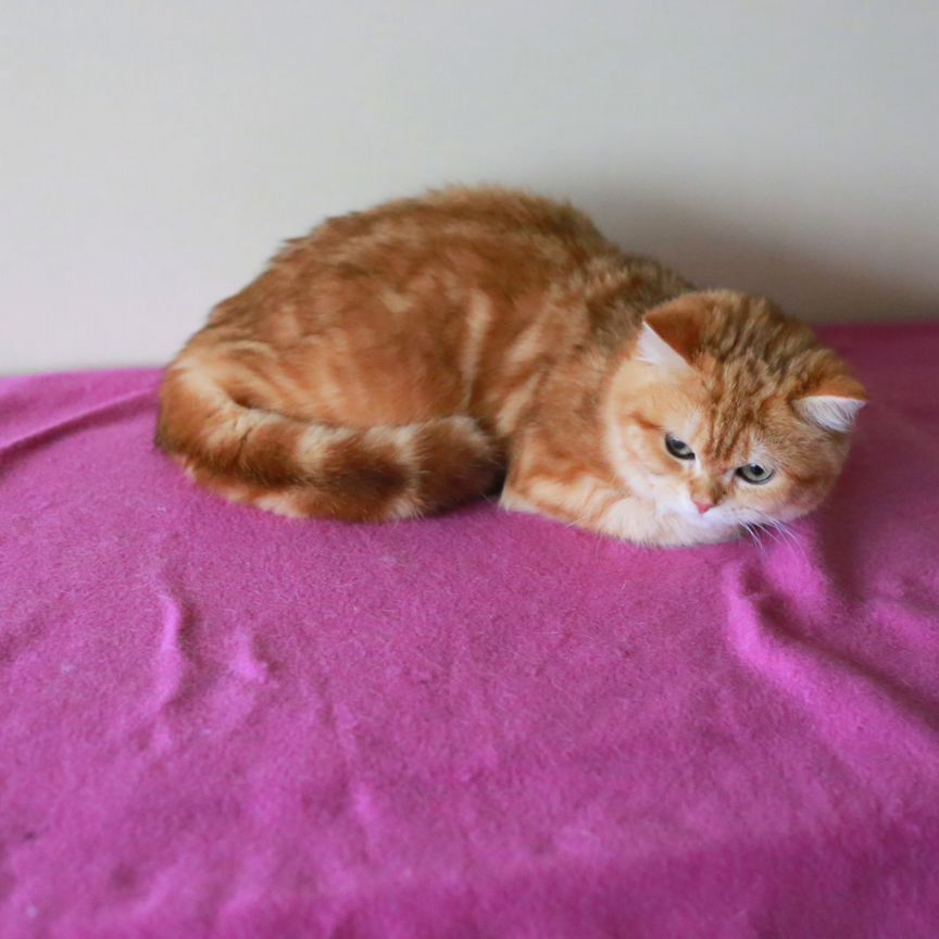 Британский котик золотая шиншилла