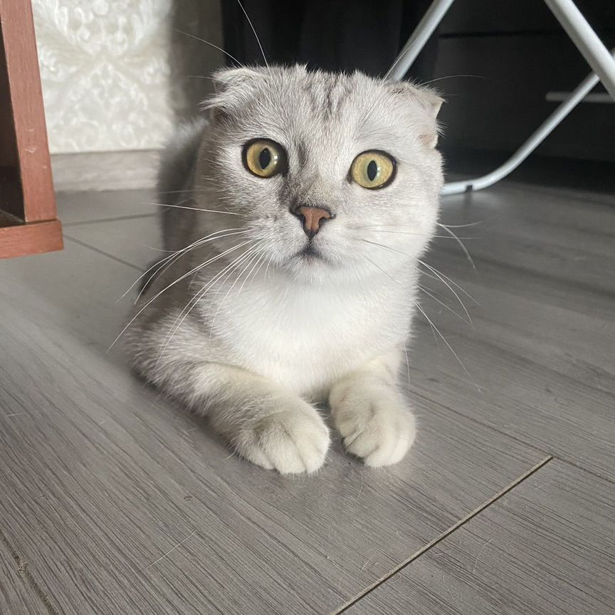 Шотландская вислоухая кошка