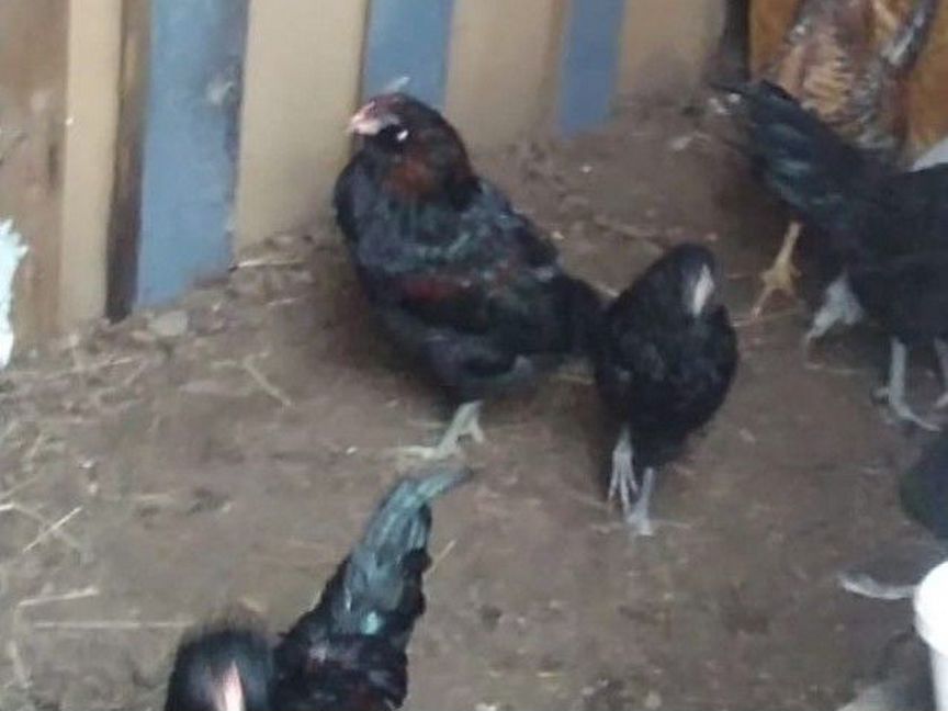 Продам петухов амераукана