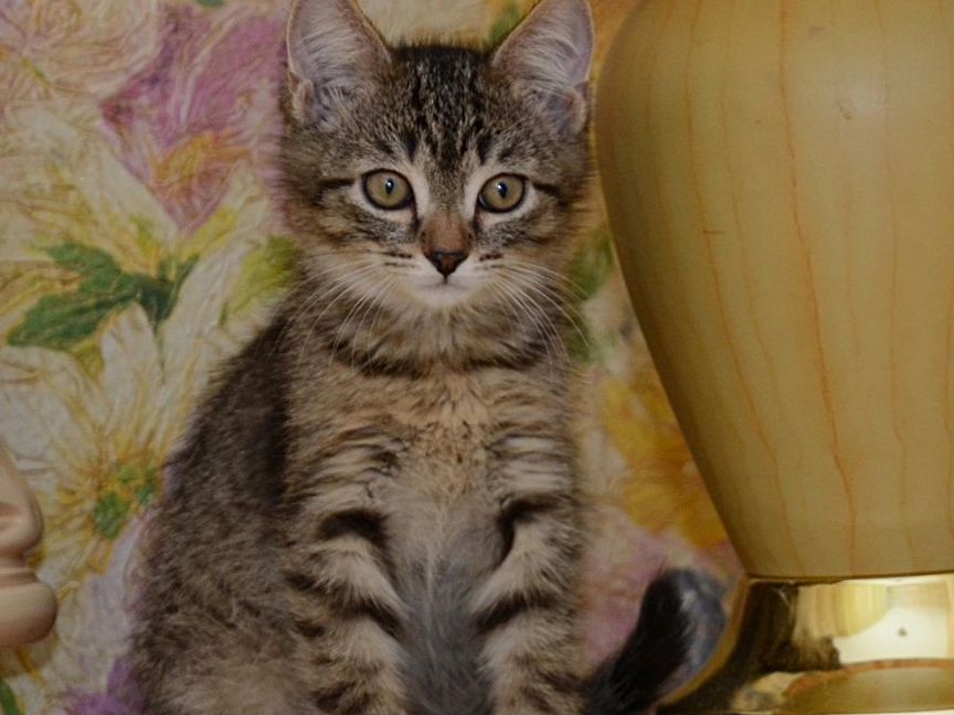 Котенок Лексик, 3 месяца, кастрирован
