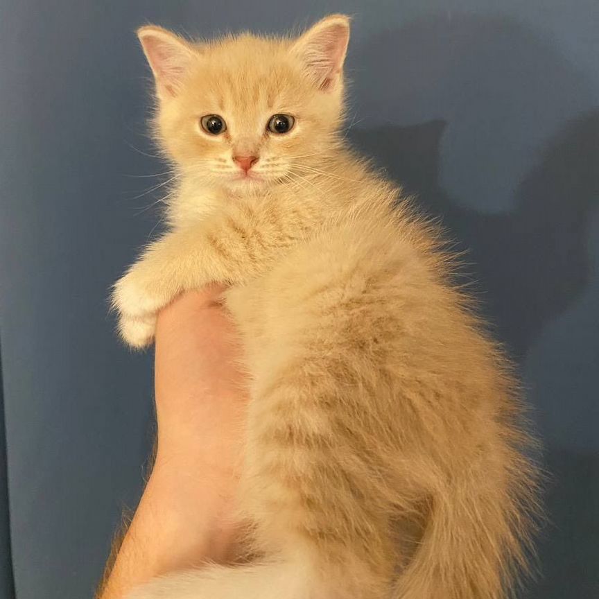 Сибирские котята