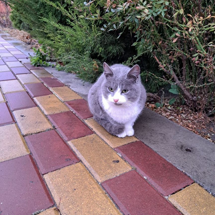 В добрые руки