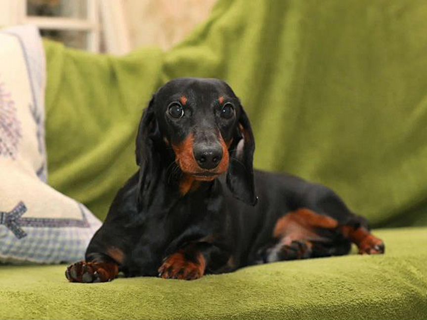 Такса миниатюрная, мальчик