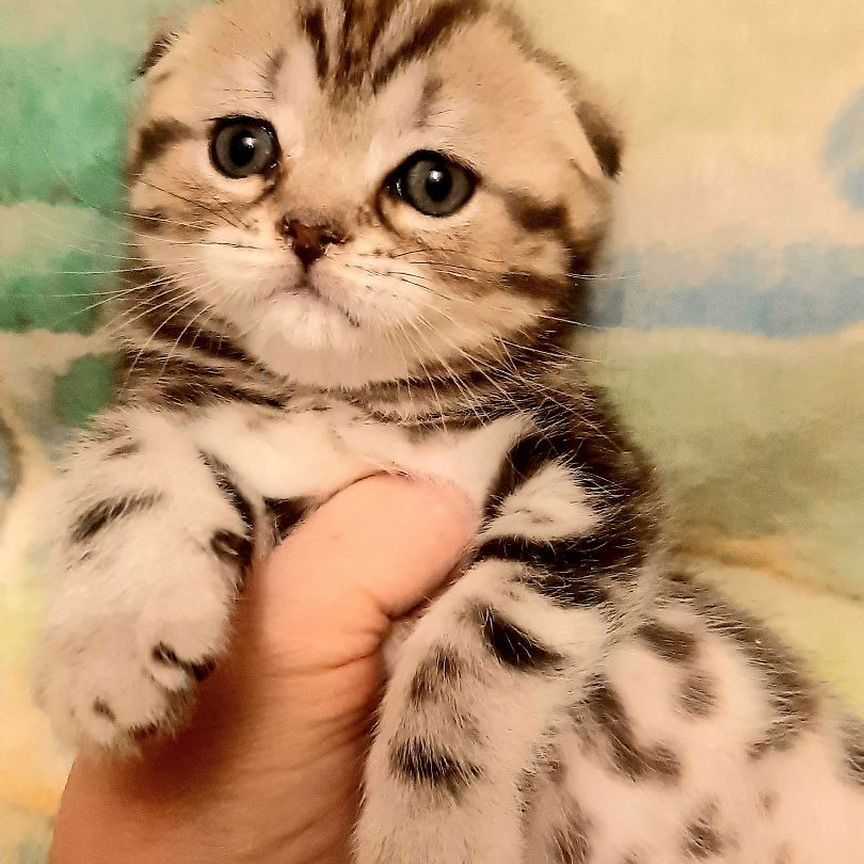 Шотландский вислоухий короткошёрстный котёнок