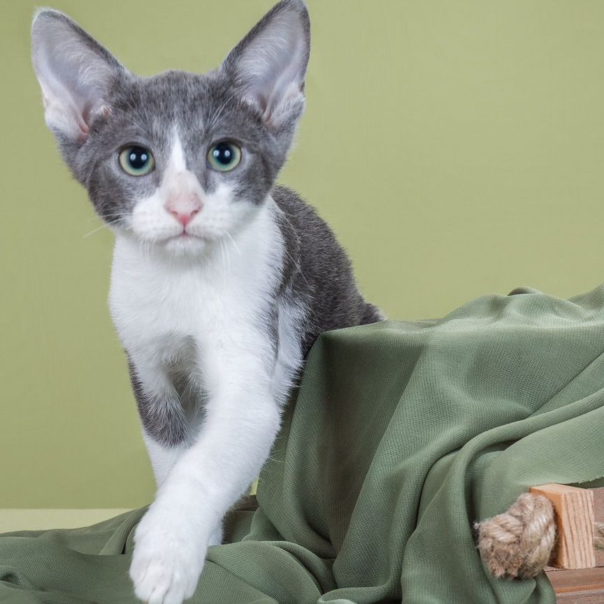 Ориентальный котёнок