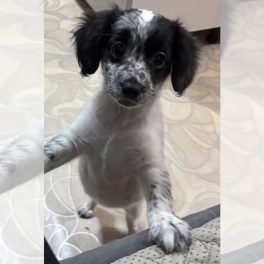 Русский охотничий спаниель, щенок