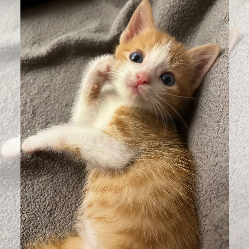 Милейшие котята