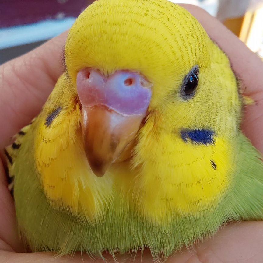 Волнистый попугай птенец