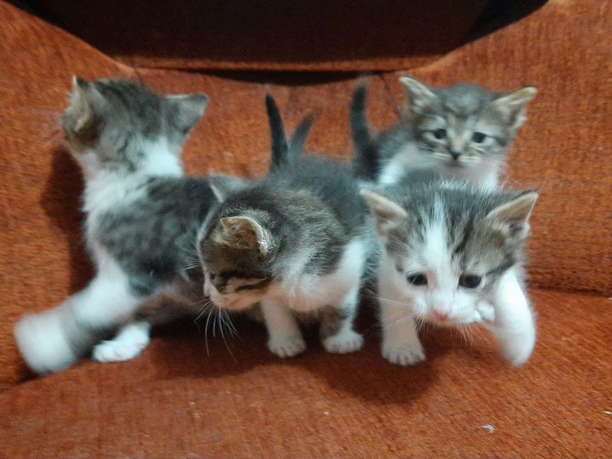 Котята в добрые руки