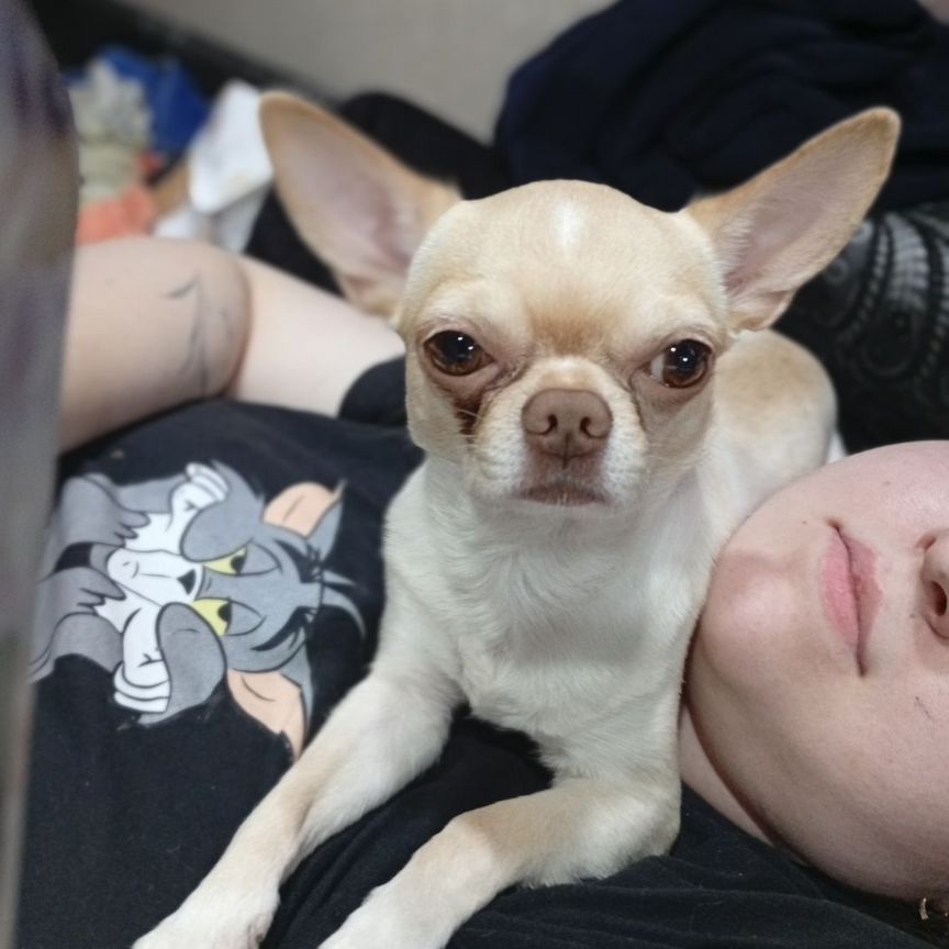 Чихуахуа, взрослый пёс